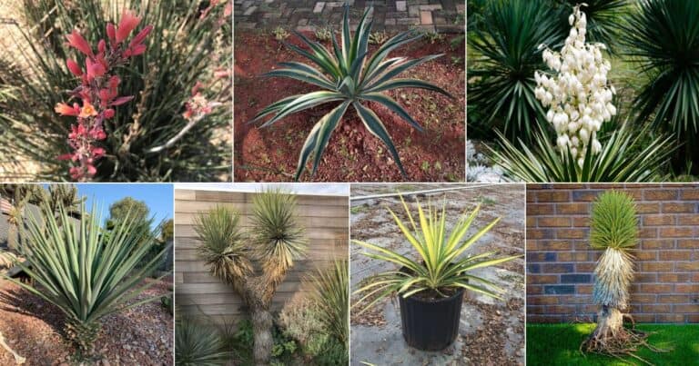 23 Yucca Shrubs and Trees for Shade and Exotic Landscaping - Sublime ...