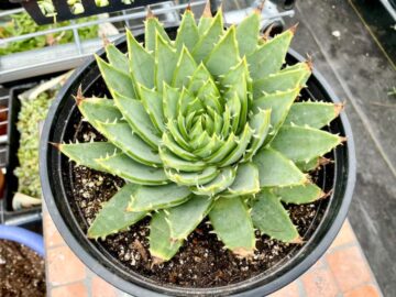 24 Amazing Aloe: Trees, Shrubs, and Groundcover, Oh my! - Sublime ...