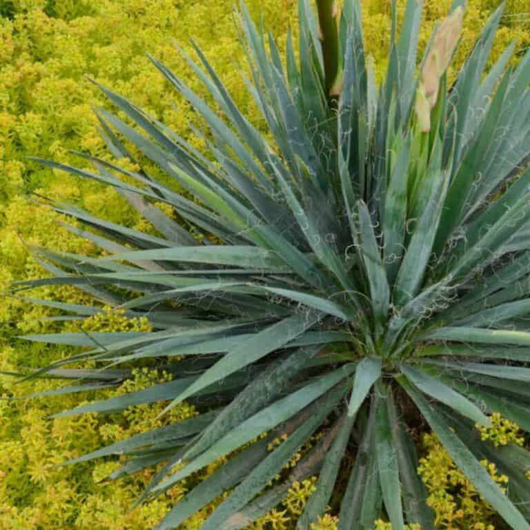 23 Yucca Shrubs and Trees for Shade and Exotic Landscaping - Sublime ...