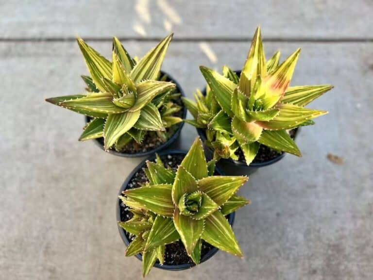24 Amazing Aloe: Trees, Shrubs, and Groundcover, Oh my! - Sublime ...