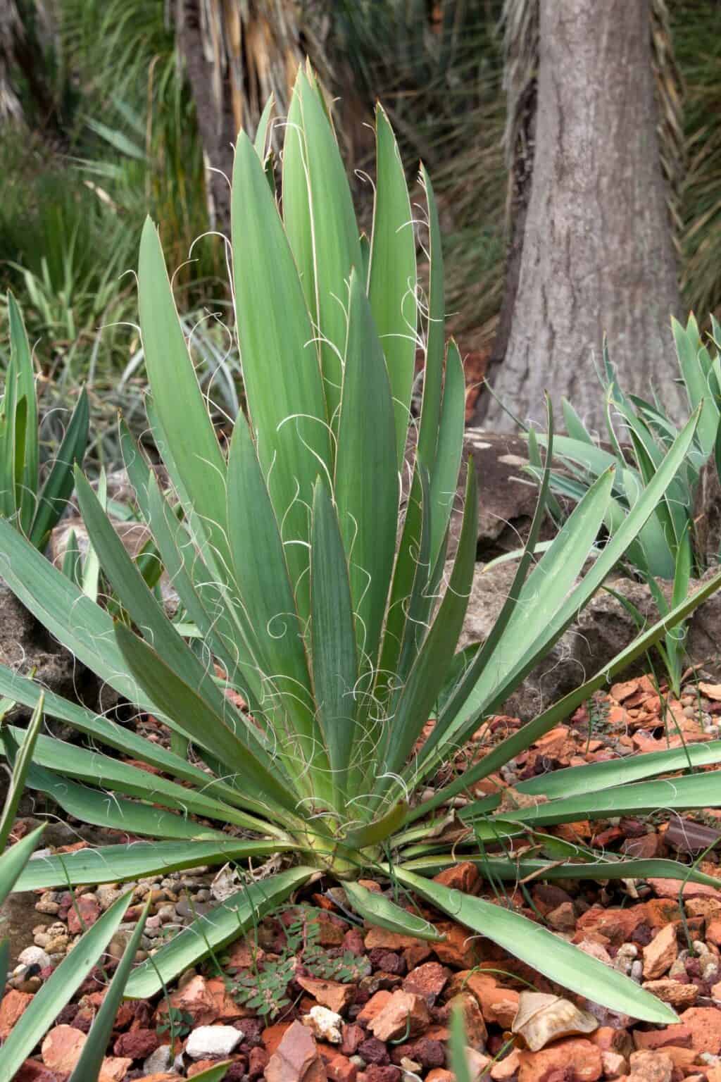 23 Yucca Shrubs and Trees for Shade and Exotic Landscaping - Sublime ...