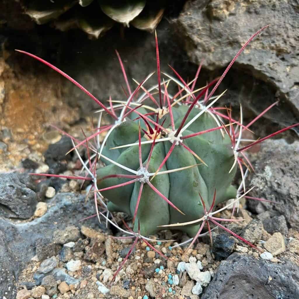 15 Fierce Ferocacti Varieties for Your Garden - Sublime Succulents