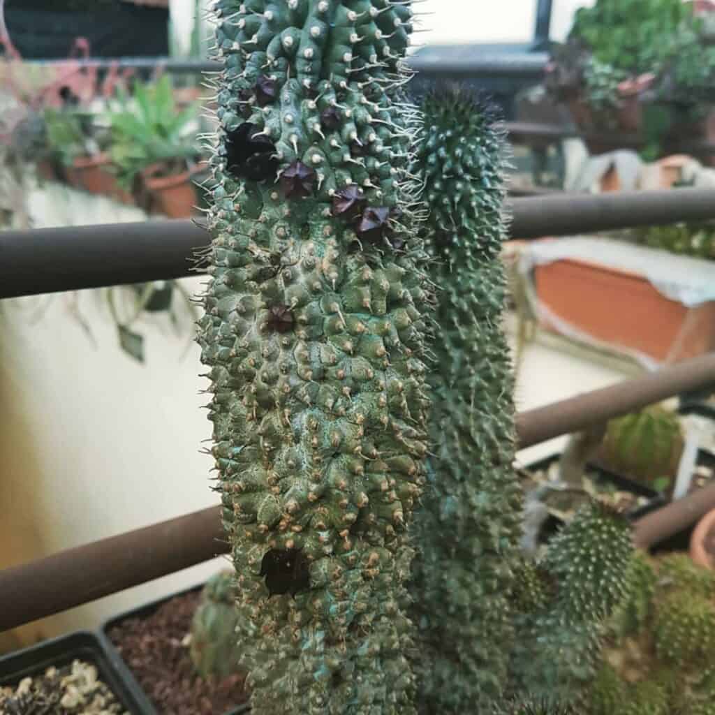 11 Happy Hoodia Varieties for Your Collection - Sublime Succulents