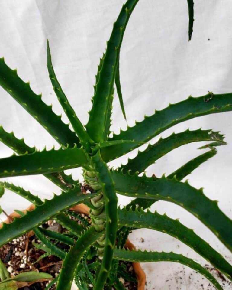 24 Amazing Aloe: Trees, Shrubs, and Groundcover, Oh my! - Sublime ...