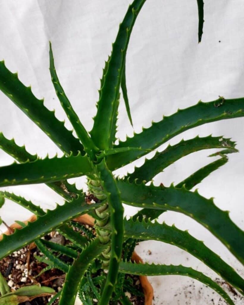 24 Amazing Aloe: Trees, Shrubs, and Groundcover, Oh my! - Sublime ...