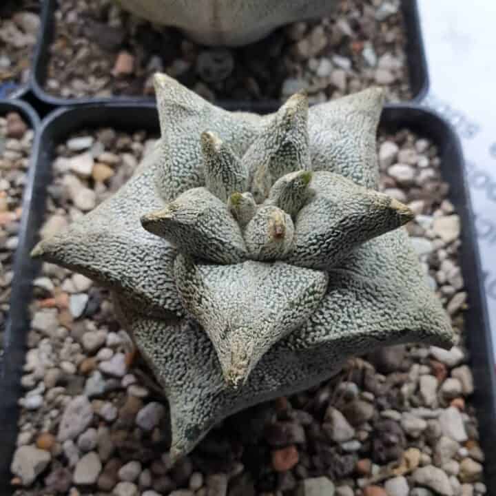 6 Astrophytum Species + 10 of Their Wildest Variants - Sublime Succulents