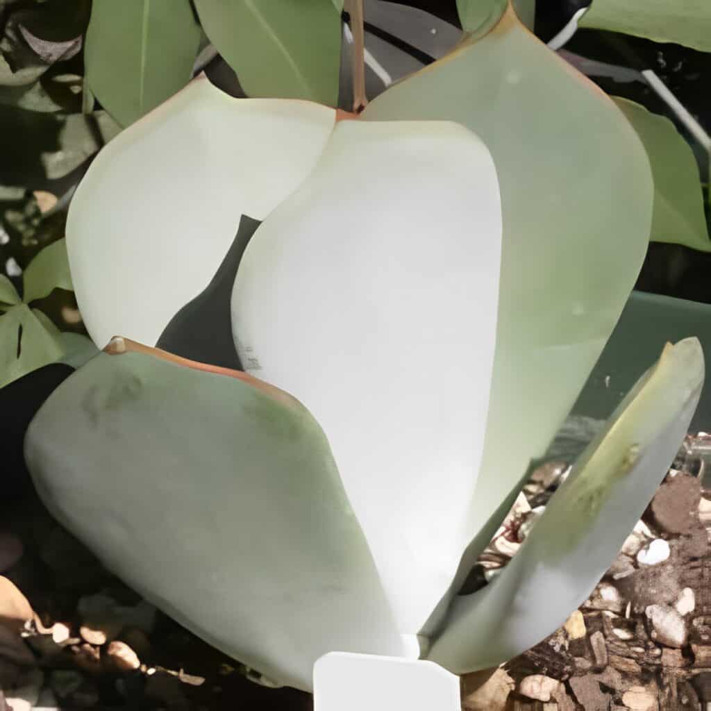16 Cotyledon Orbiculata Cultivars You Didn’t Know You Needed - Sublime ...