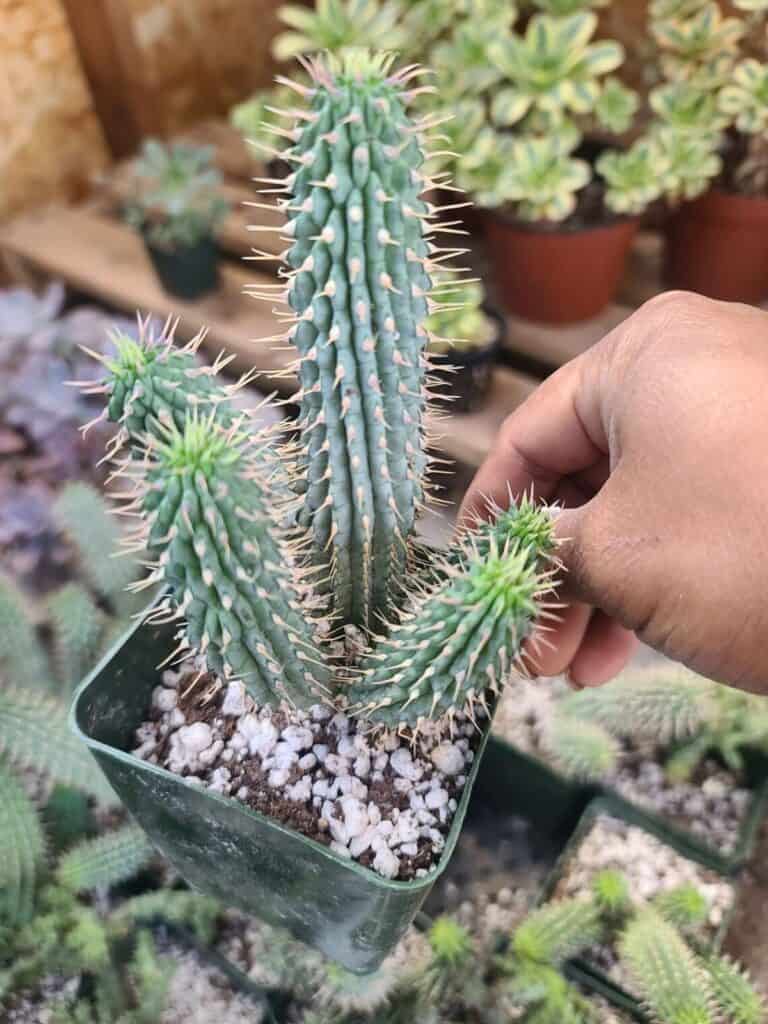 11 Happy Hoodia Varieties for Your Collection - Sublime Succulents