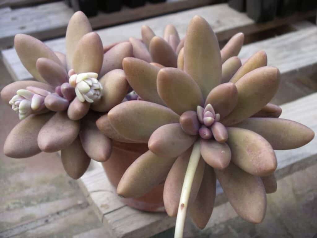 13 Pachyphytum Gems for Hanging or Rock Gardens - Sublime Succulents
