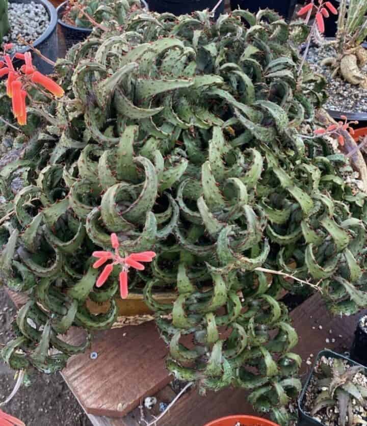 24 Amazing Aloe: Trees, Shrubs, and Groundcover, Oh my! - Sublime ...