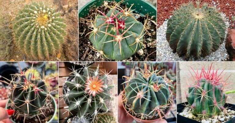 15 Fierce Ferocacti Varieties for Your Garden - Sublime Succulents